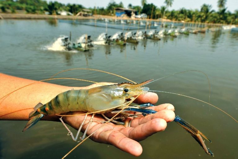 Best shrimp farming compony in middle east / Iran