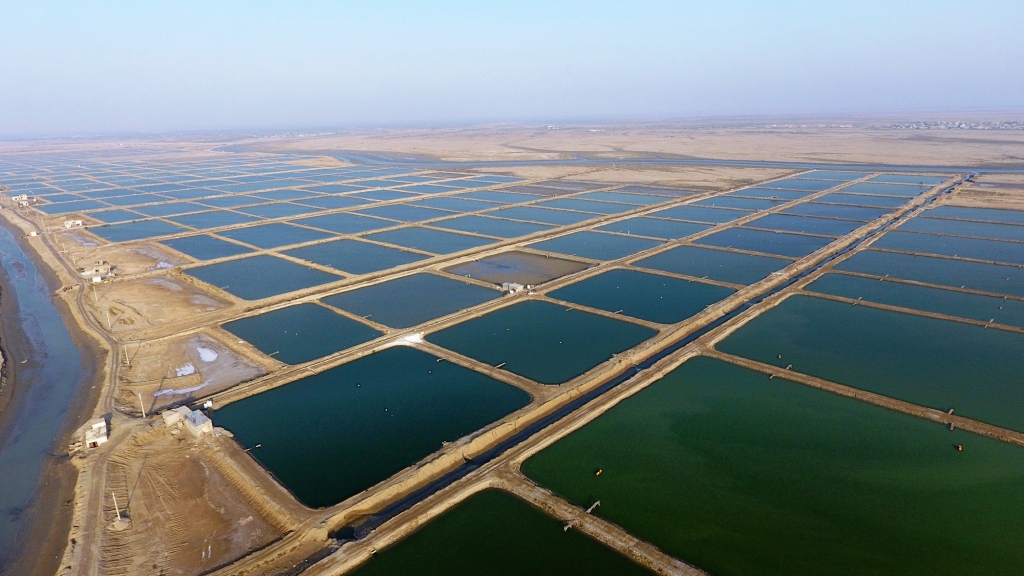 Best shrimp farming compony in middle east / Iran