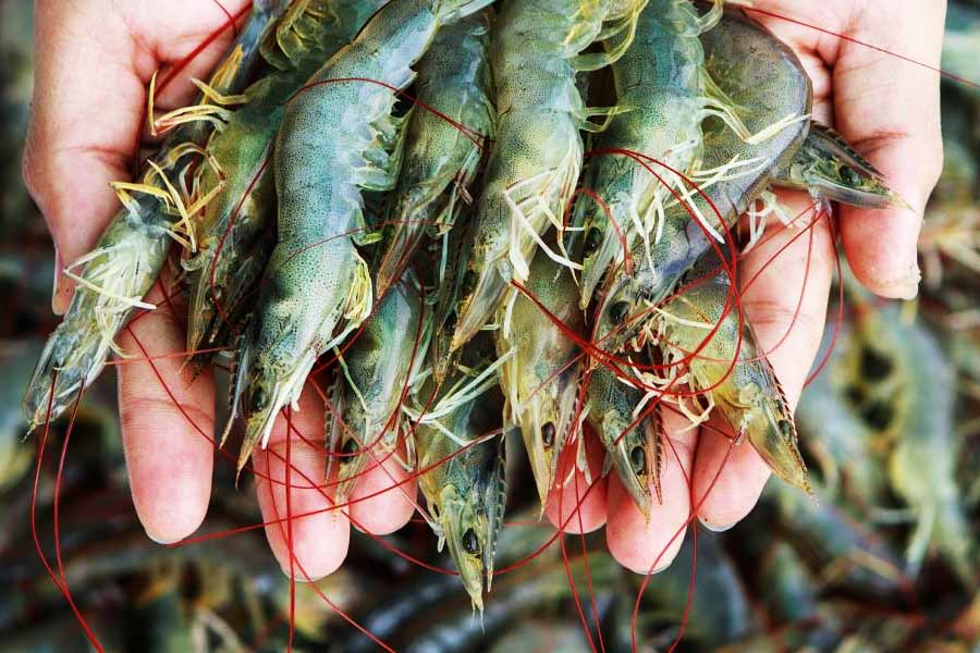 Information you should know about the shrimp season in Iran - Shrimps
