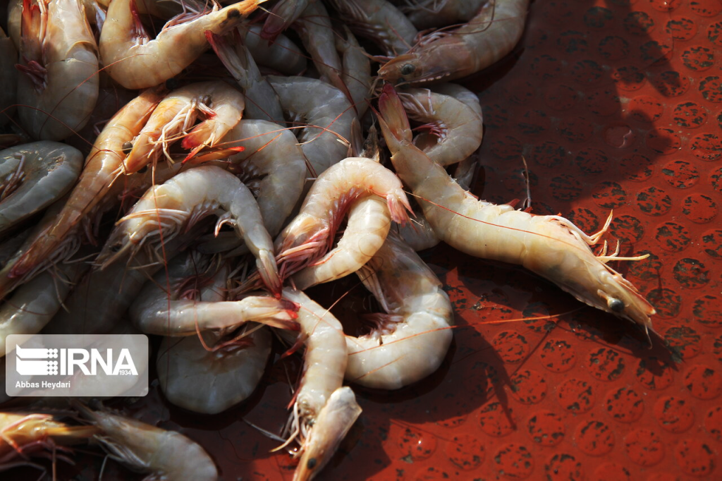 Information you should know about the shrimp season in Iran - Shrimps