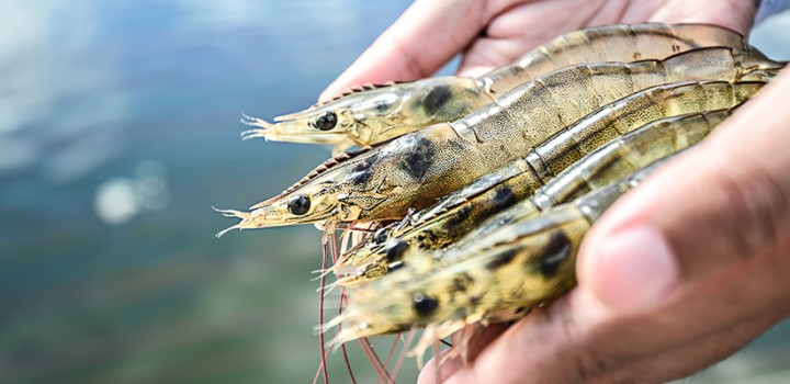 Useful information about shrimp industry in the world, Iran and Bushehr ...