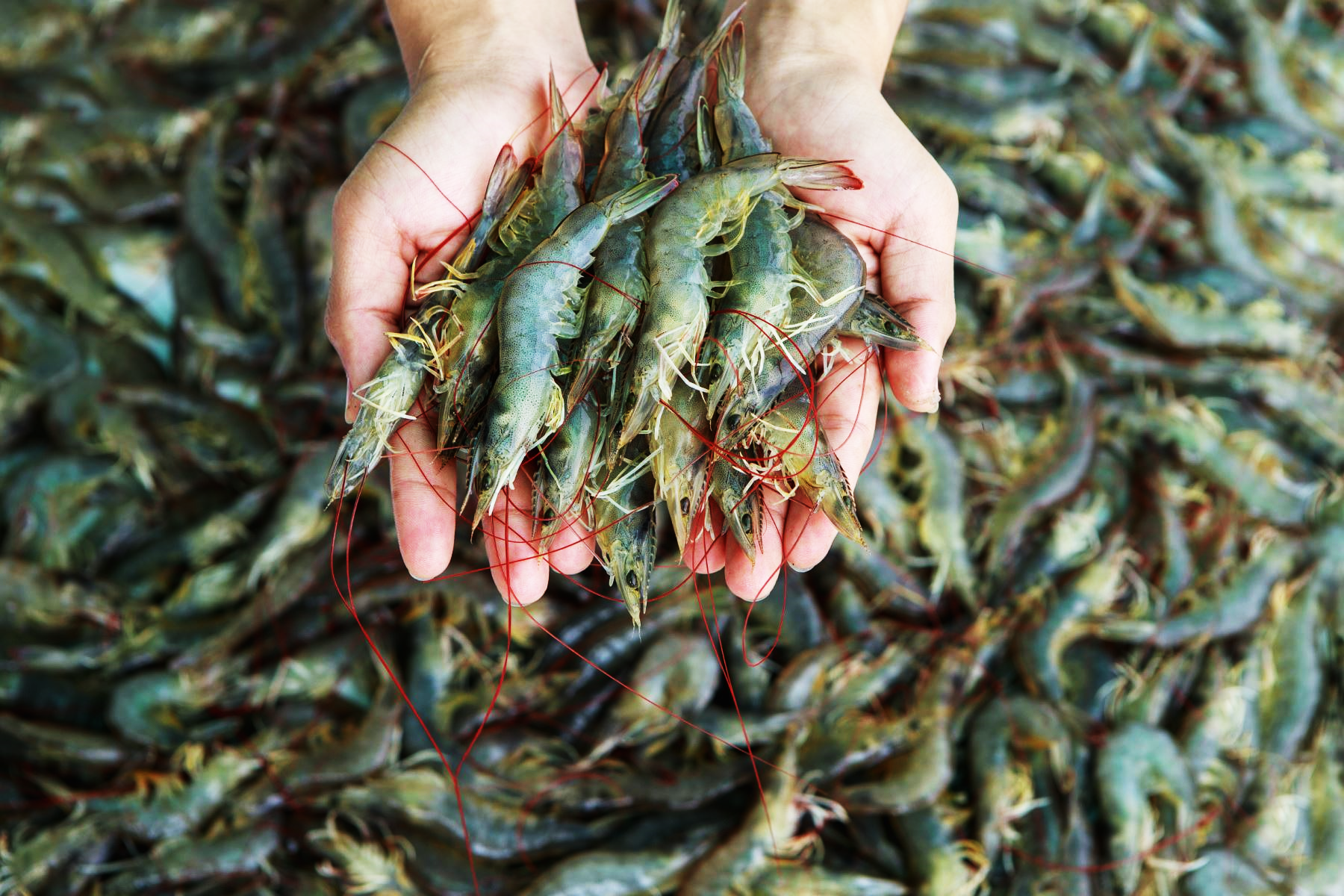 Information you should know about the shrimp season in Iran - Shrimps