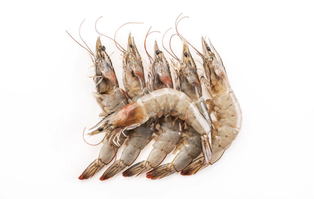 Atlas Meigoo products - Shrimps