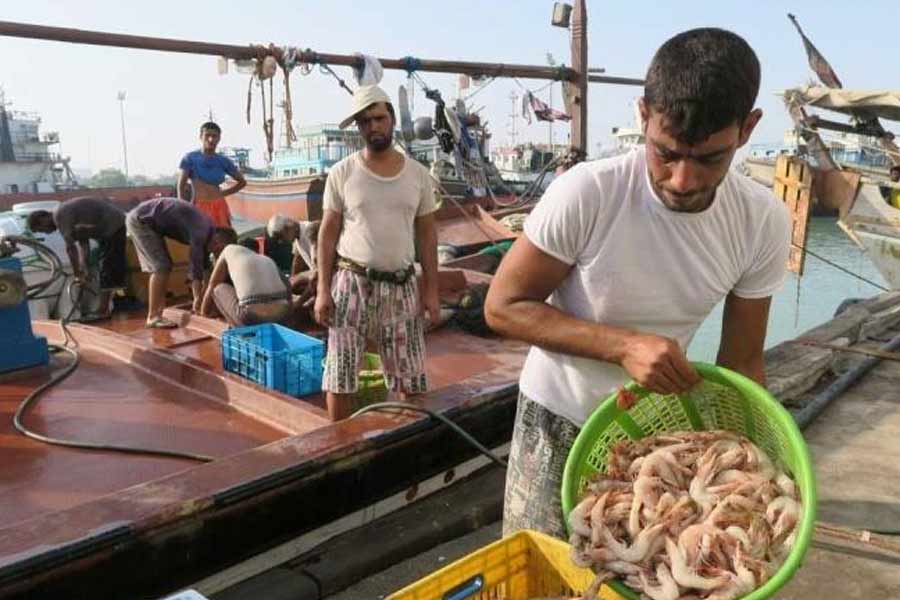 Information about shrimp wholesale in Iran - Shrimps