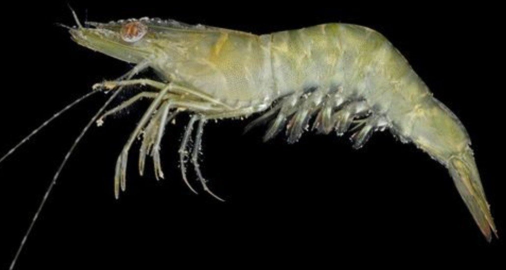 Different kinds of farmed shrimp - Shrimps