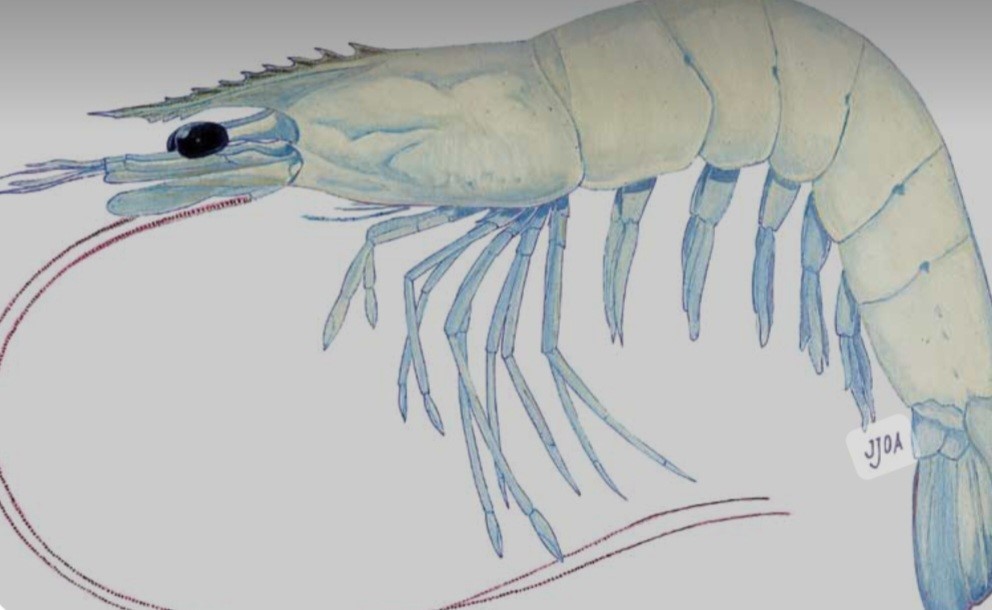 Different kinds of farmed shrimp - Shrimps