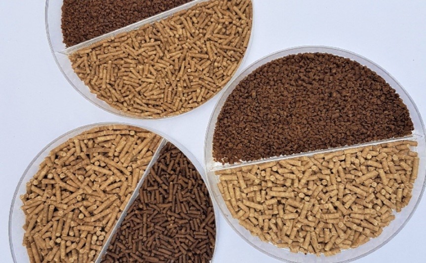 Everything you need to know about shrimp food - Shrimps