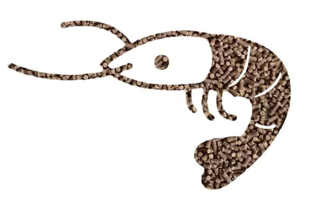 Everything you need to know about shrimp food - Shrimps