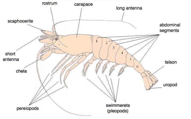 Shrimp anatomy - Shrimps