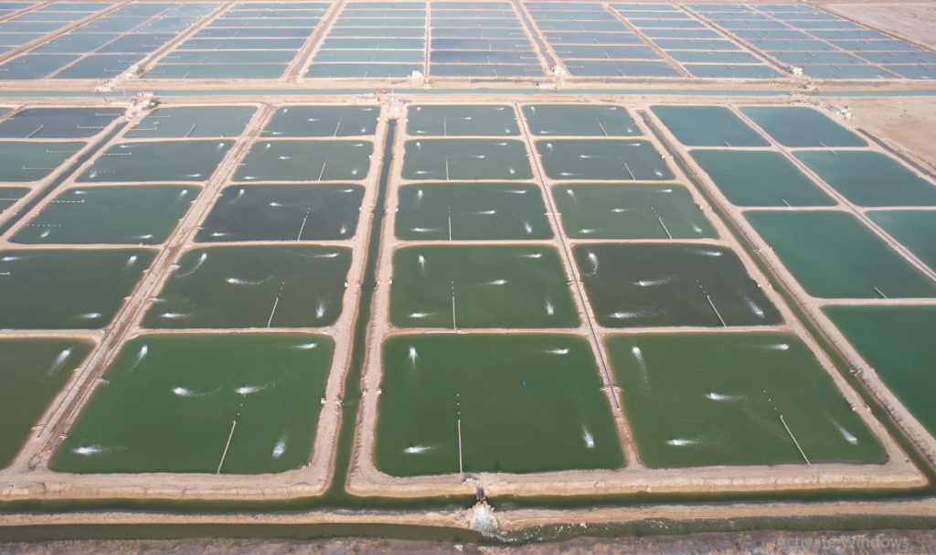 The main export market for Iranian shrimp - Shrimps