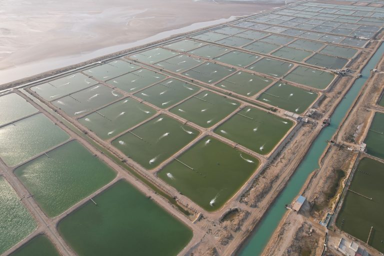 9 Key Biosecurity Strategies for Shrimp Farms - Shrimps