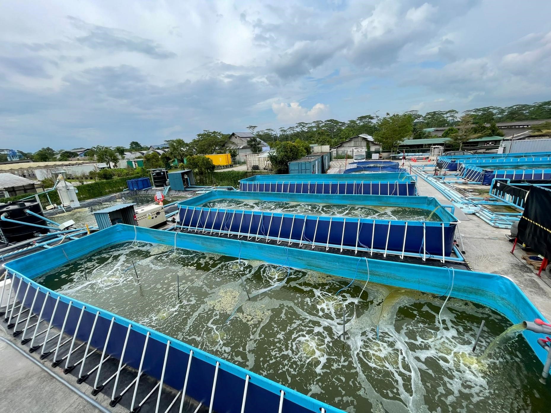 Super-intensive shrimp farming - Shrimps