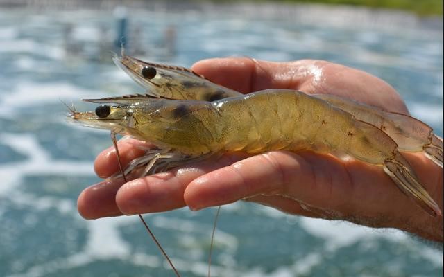 Use of biofloc technology in shrimp farming - Shrimps