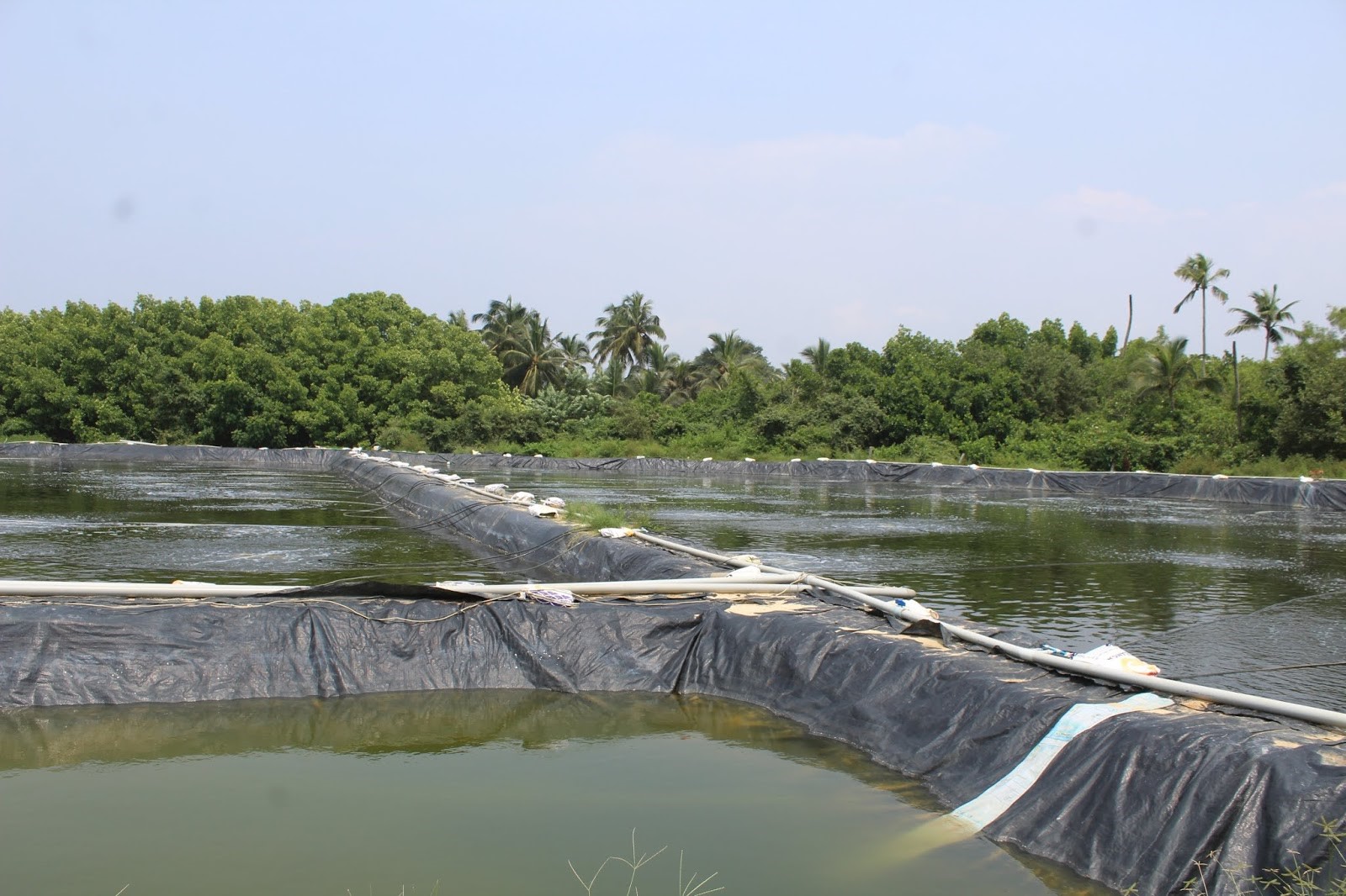 Use of biofloc technology in shrimp farming - Shrimps