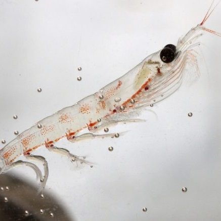 9 Key Biosecurity Strategies for Shrimp Farms - Shrimps