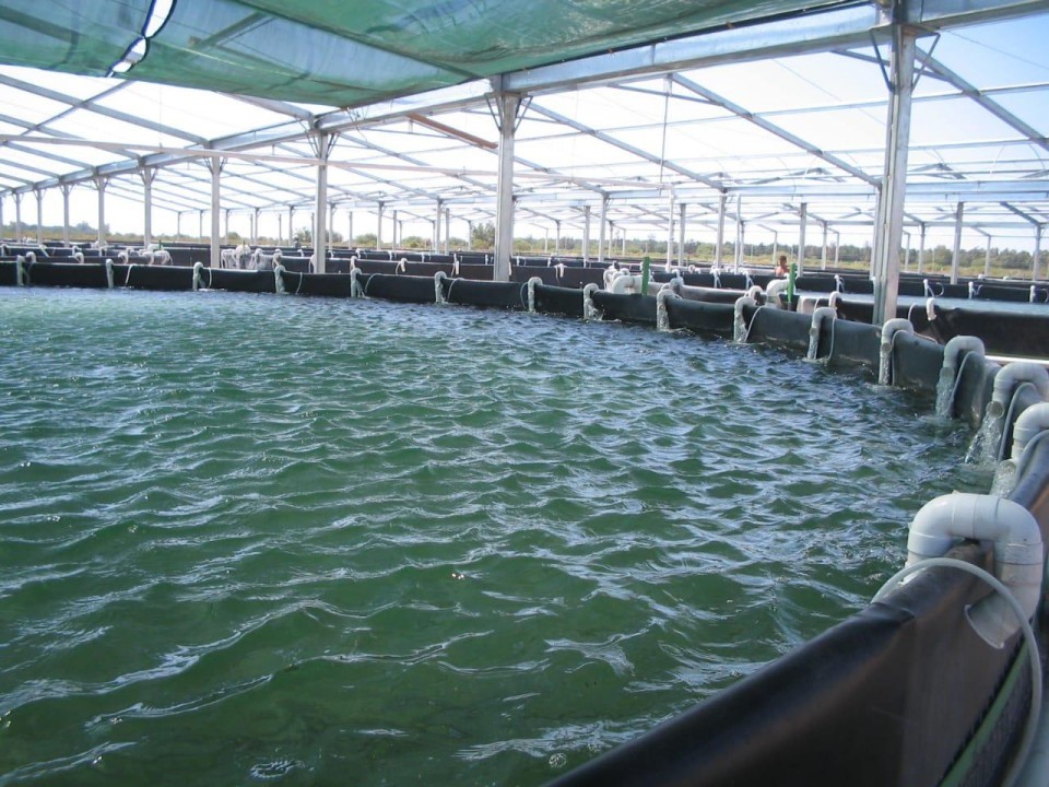 Shrimp Farm Effluent Management - Shrimps