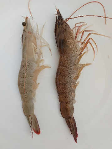 What is selective breeding? - Shrimps