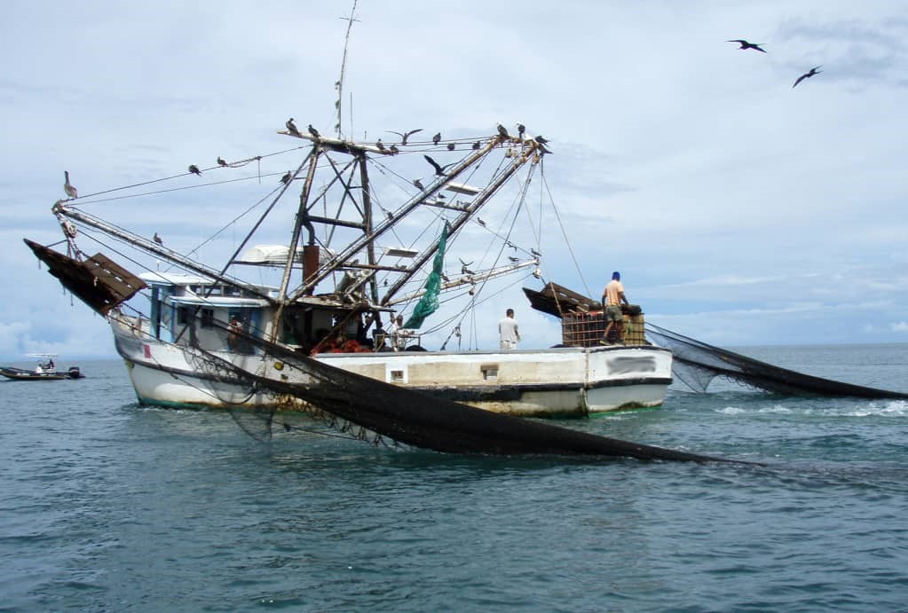 Shrimp trawling: a threat to the marine environment - Shrimps