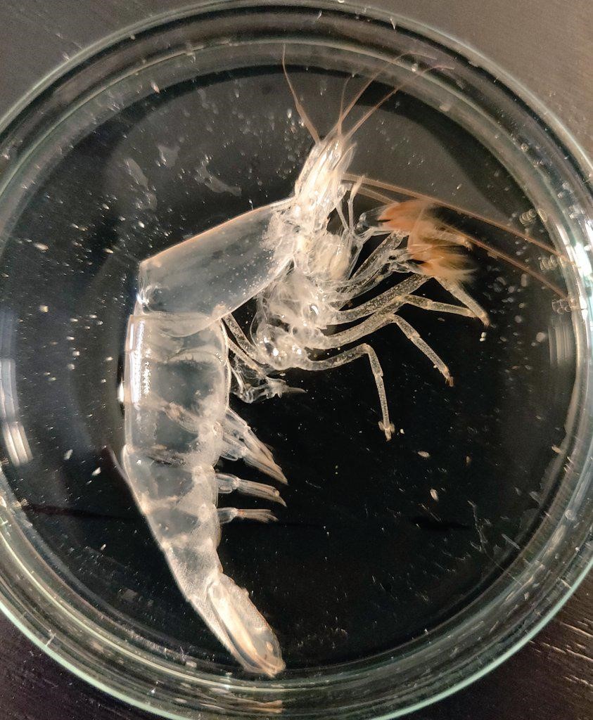 All about shrimp molting - Shrimps
