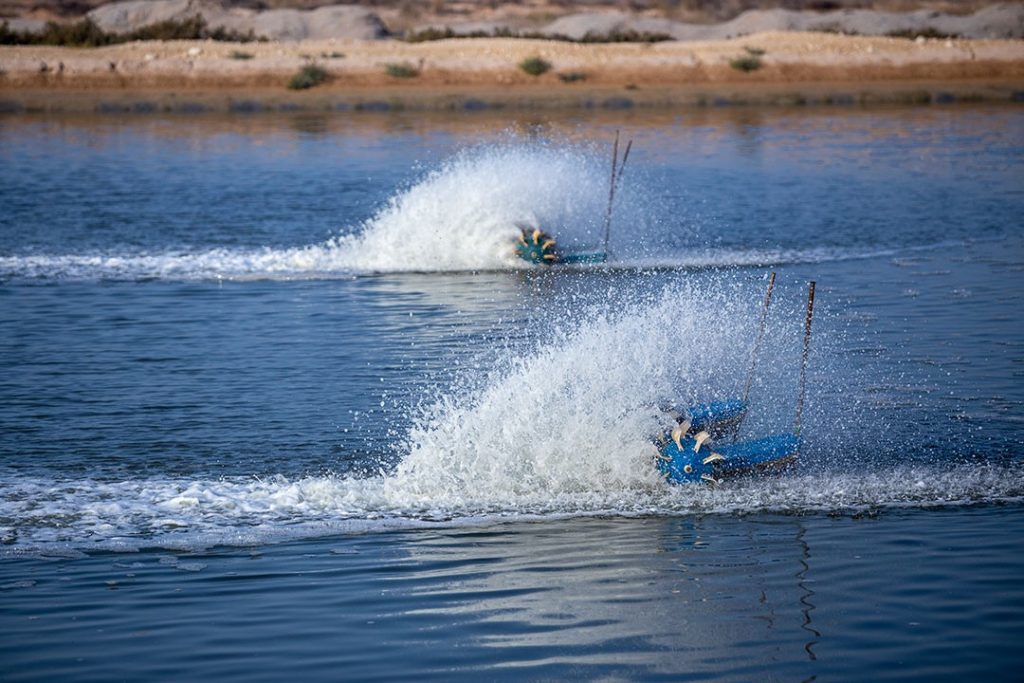Aerators in Shrimp Farms - Shrimps