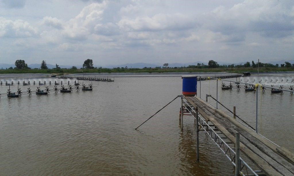 Automatic feeders in the shrimp farming industry - Shrimps