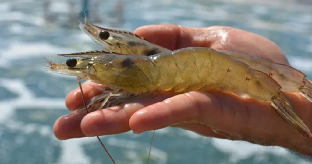 The main export market for Iranian shrimp - Shrimps