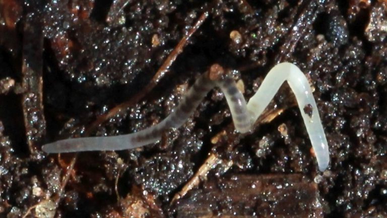 Using marine worms as aquatic feed - Shrimps