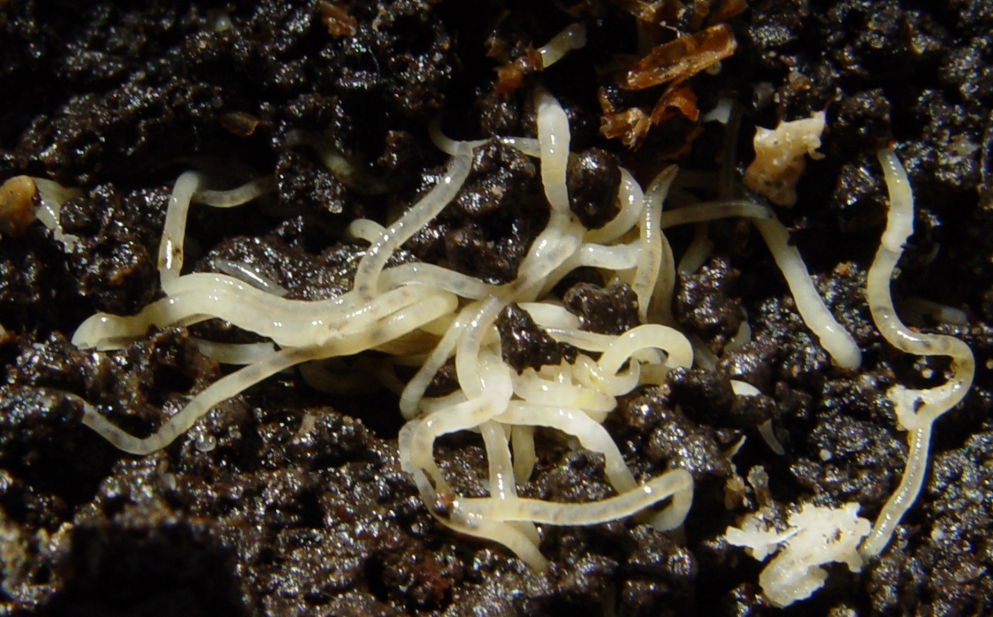 Using marine worms as aquatic feed - Shrimps