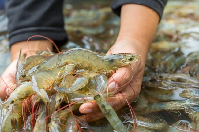 Iran Vannamei shrimp supplier - Shrimps