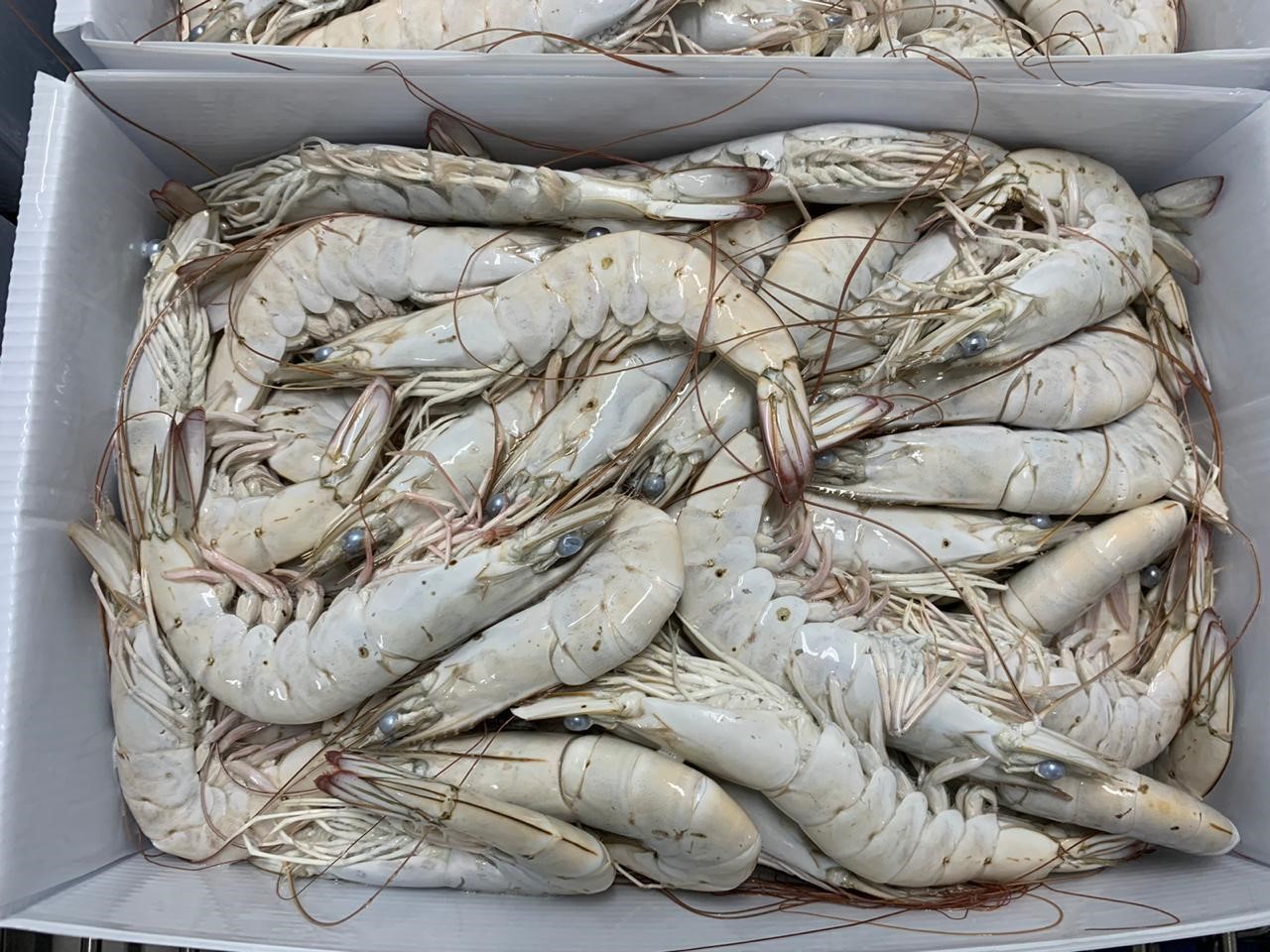 Iranian Frozen Vannamei shrimp - Shrimps