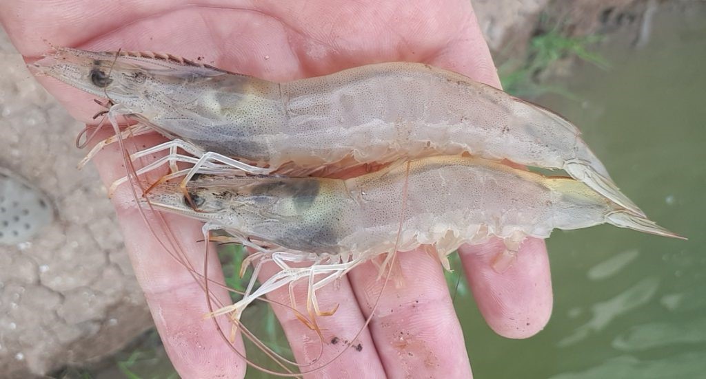 Iran Vannamei shrimp supplier - Shrimps