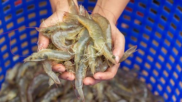 Iran Vannamei Shrimp - Shrimps