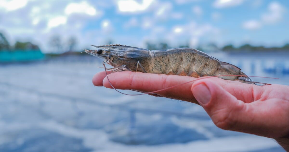 Vannamei Shrimp - Shrimps