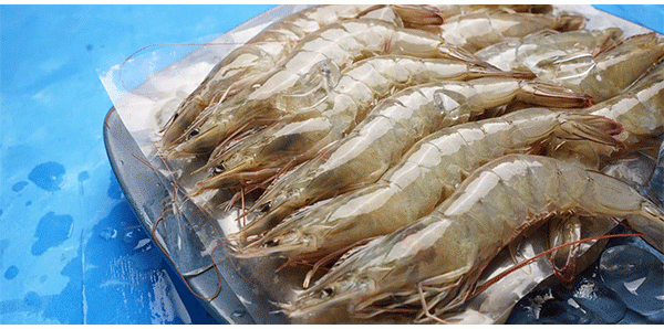 Vannamei Shrimp Supplier Focused on Health & Traceability - Shrimps