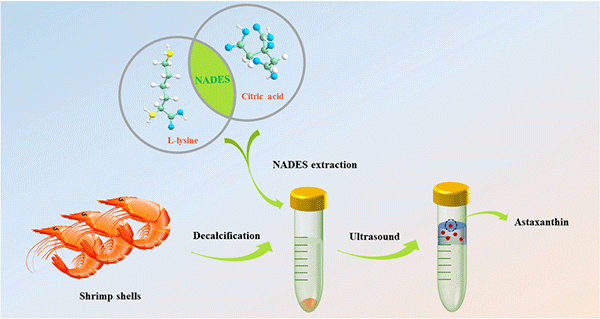 Iran Vannamei Shrimp Astaxanthin for Immune Support - Shrimps